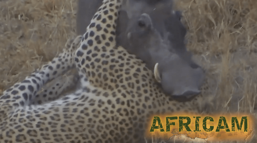Africam: Leopard Vs Warthog | BACKLIGHT